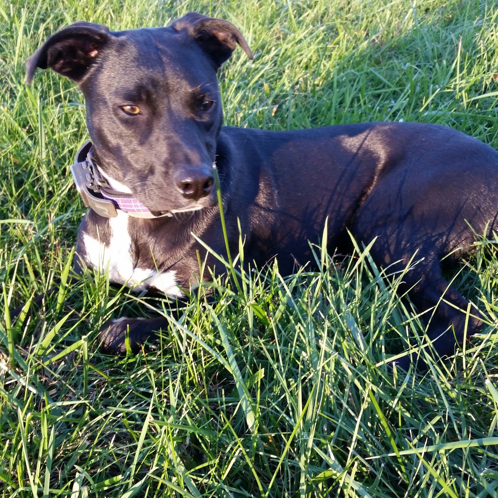 Meet Our Animal Management Team Part 2 The Loudon Pet Sitting Company meet-our-animal-management-team-part-2-the-loudon-pet-sitting-company