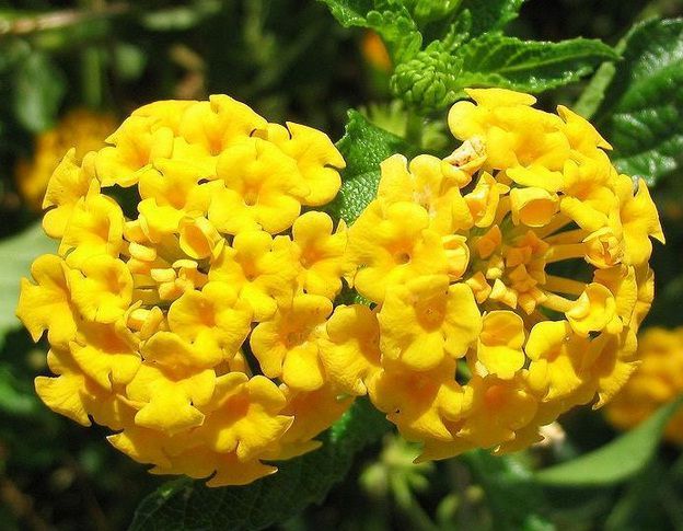 15 Tanaman Hias Bunga Kuning - TUKANG TAMAN SURABAYA