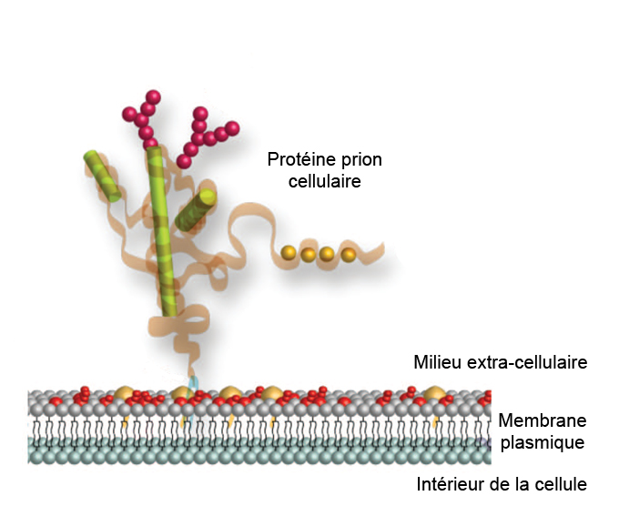 Le Labo de DITI: Les maladies à prion - un ennemi qui vient de l’intérieur