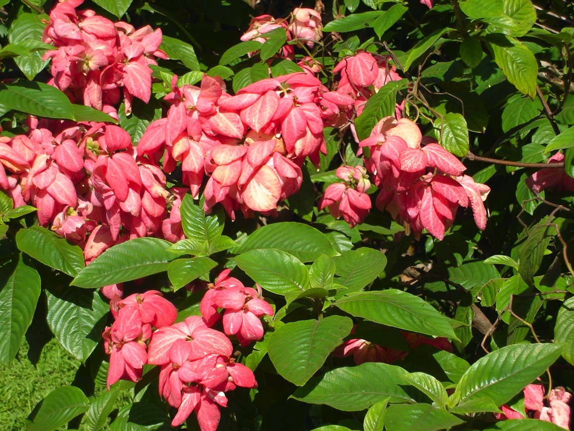 DIÁRIO COM A NATUREZA: 22 DE MARÇO - MUSSAENDA ROSA - PLANTA - FLOR