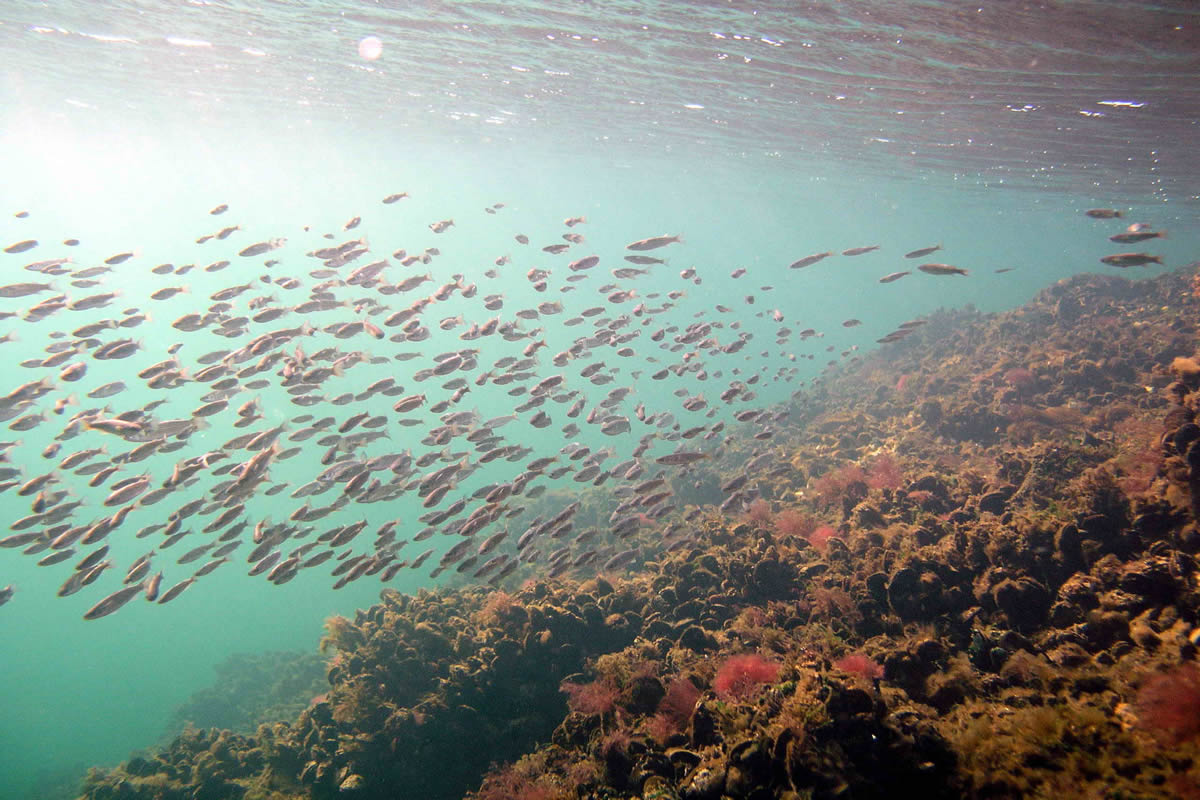 Marea Neagra: Marea Neagra - Biotop