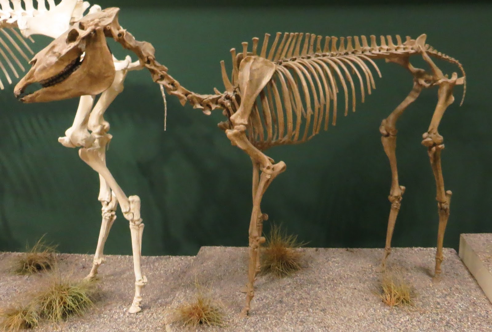 Variety of Life: Equinae