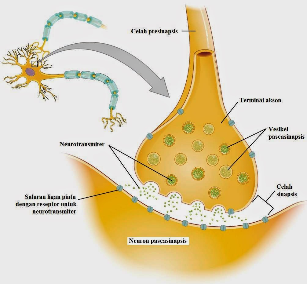 SISTEM KOORDINASI ~ BIOLOGI SMA