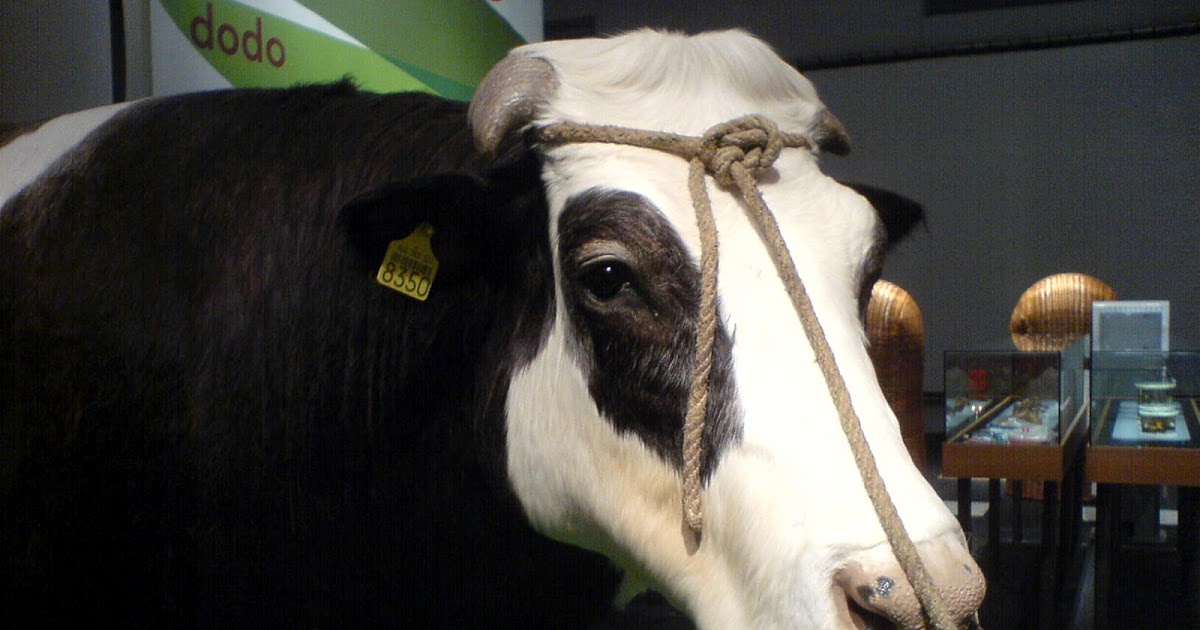 Casa Splendini: Herman