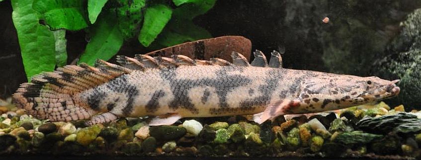 Virginia Tech Ichthyology Class : Evolutionary Significance of the ...