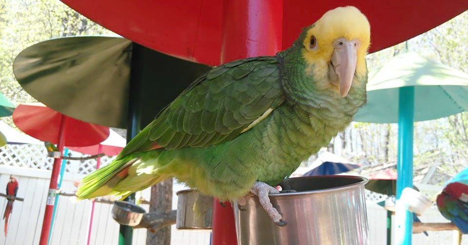 See Parrots on Vacation or Field Trip: Visit Parrot Mountain Tennessee ...