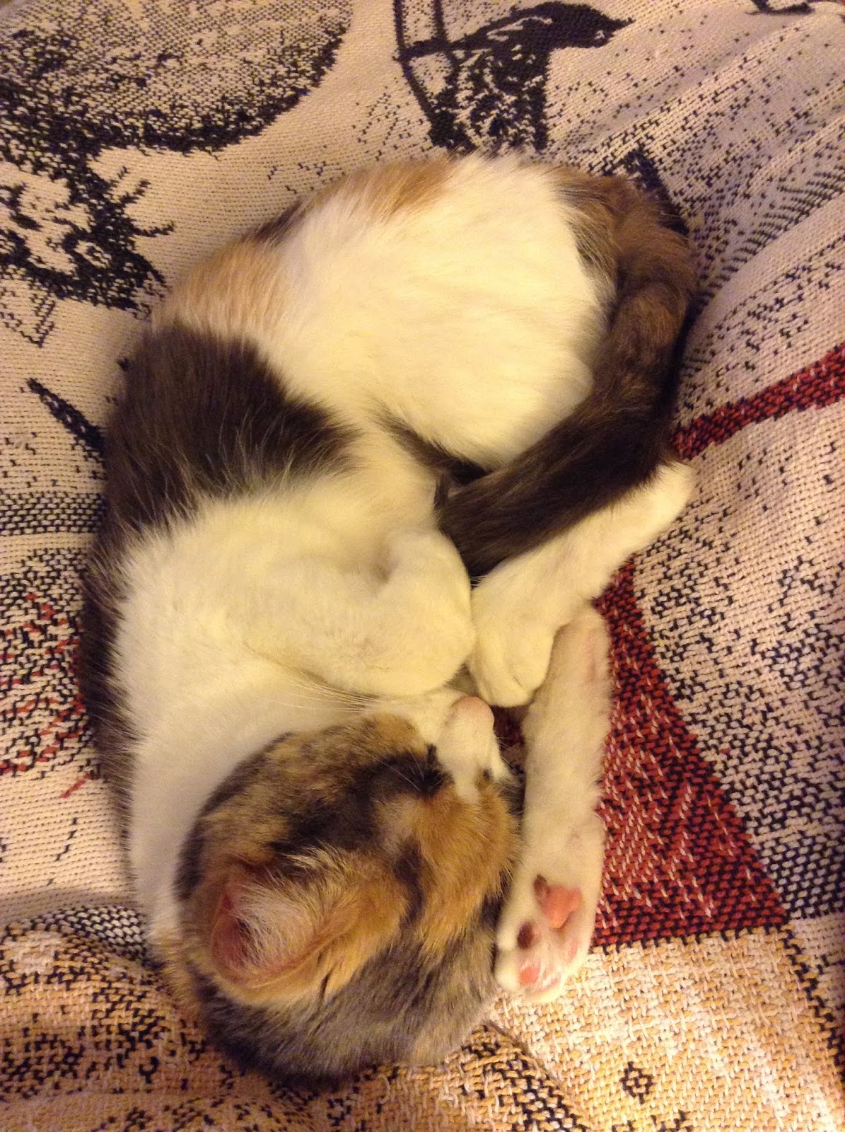 It's all about the cats!: Sadie has become boneless!