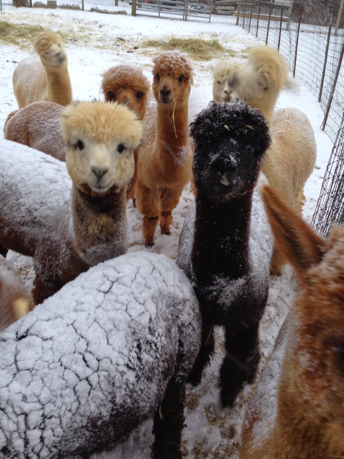 Julies Alpacas: Caring for Alpacas in the Extreme Cold Weather