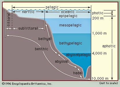 ACDS Earth Science: Ocean Cross Section Project