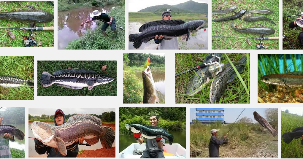 Umpan Mancing Ikan Di Sungai Kalimantan Yang Paling Tepat - ZODIZED