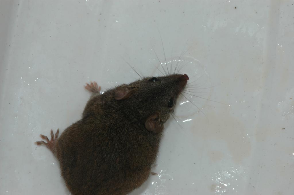 The Nature of Robertson: November 2011