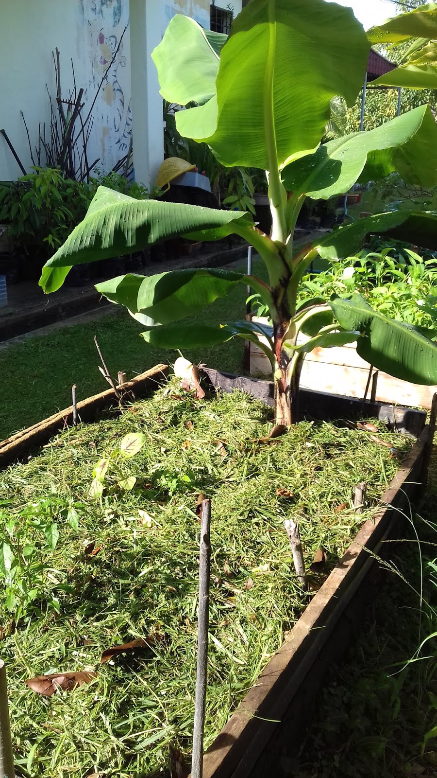 Jom Tanam Sayur ( JTS ) : Potongan Rumput Sebagai SungkupanJom Tanam ...