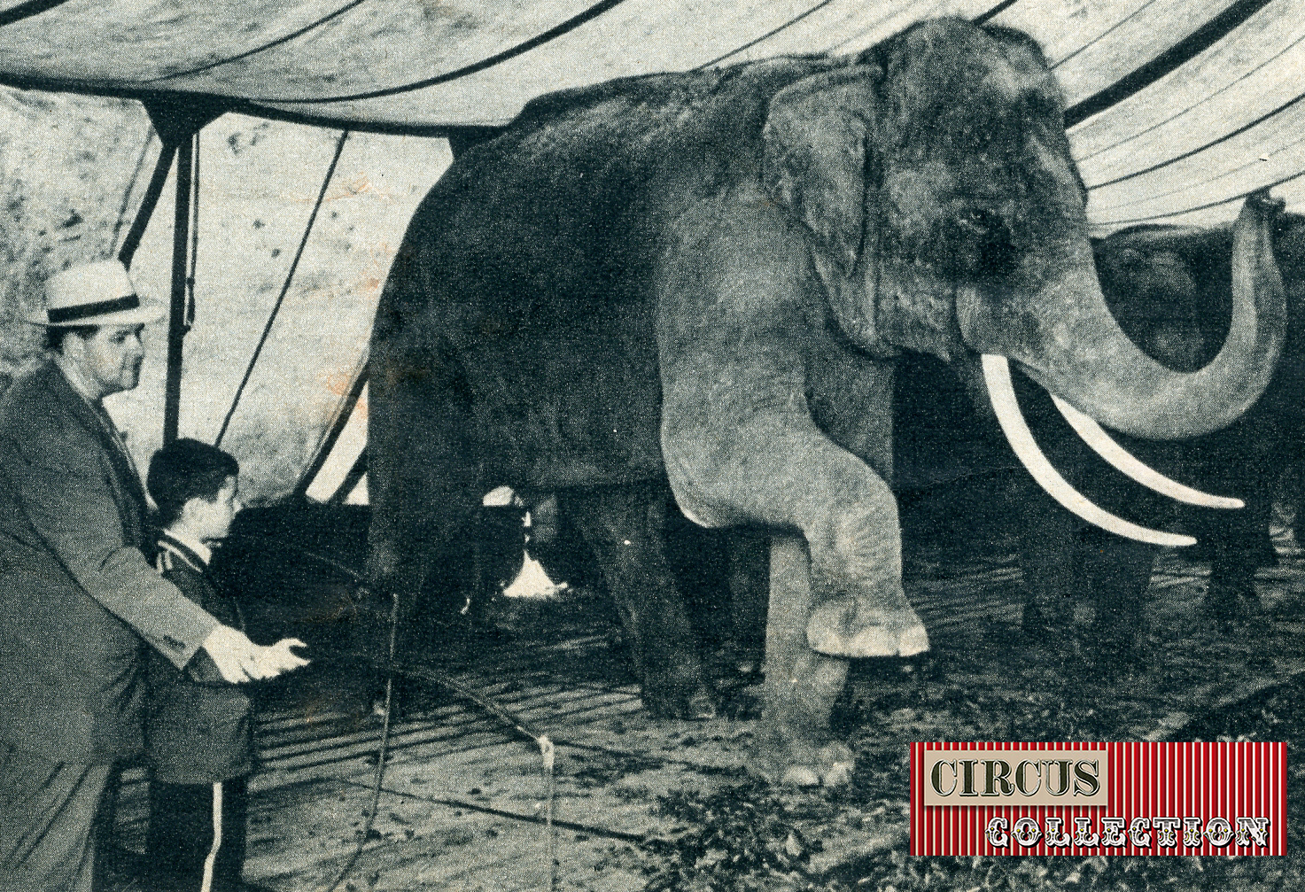 Circus -Collection: Les éléphants au cirque Knie 1960-1969