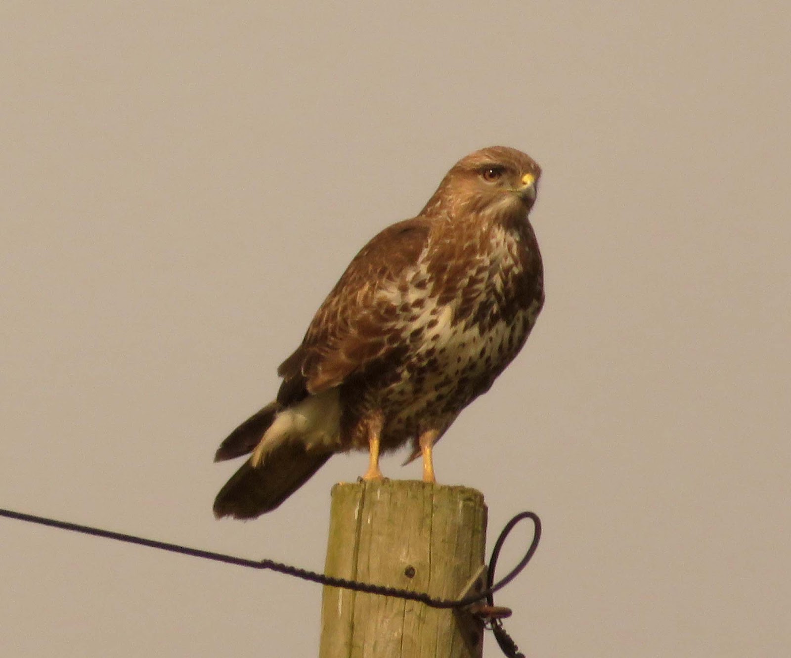 MERSEA WILDLIFE: ROADSIDE BUZZARD