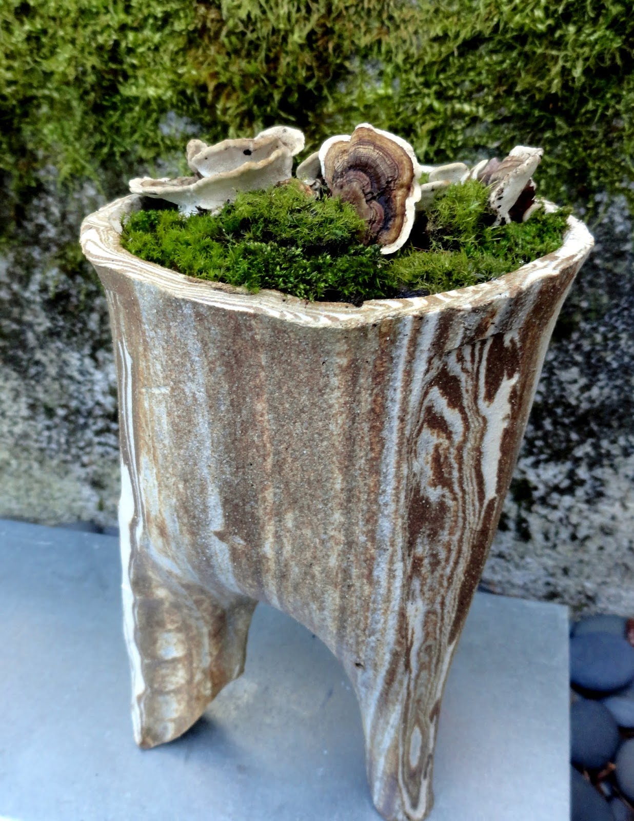 danger garden: Turkey tails in the Leggy Log pot, on a Monday