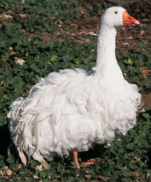 Breed Savers: Sebastopol Geese - The Goose With a Curly "Perm"