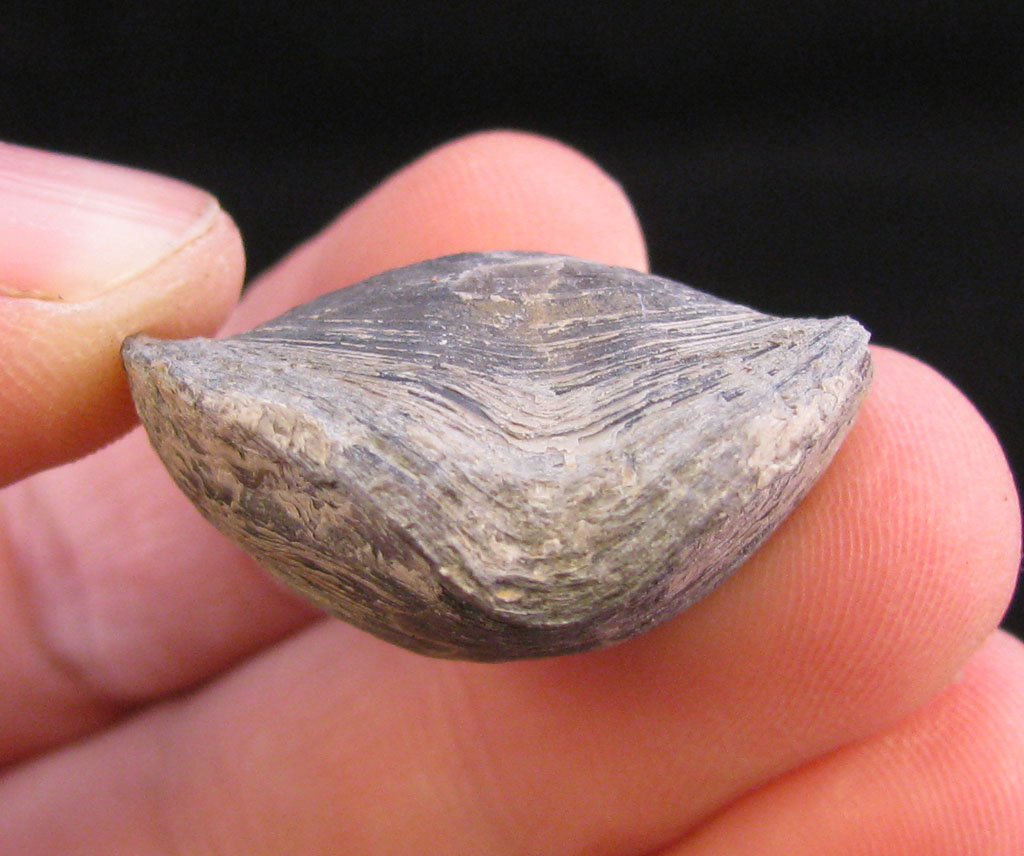 Views of the Mahantango: Athyris spiriferoides brachiopod from the ...