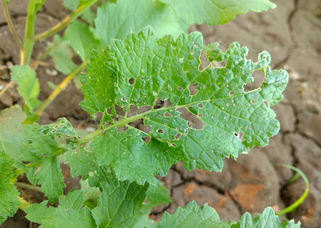 ID BuDDy: ENTOMOLOGY :- Insect Pests of Field Crops and their Management