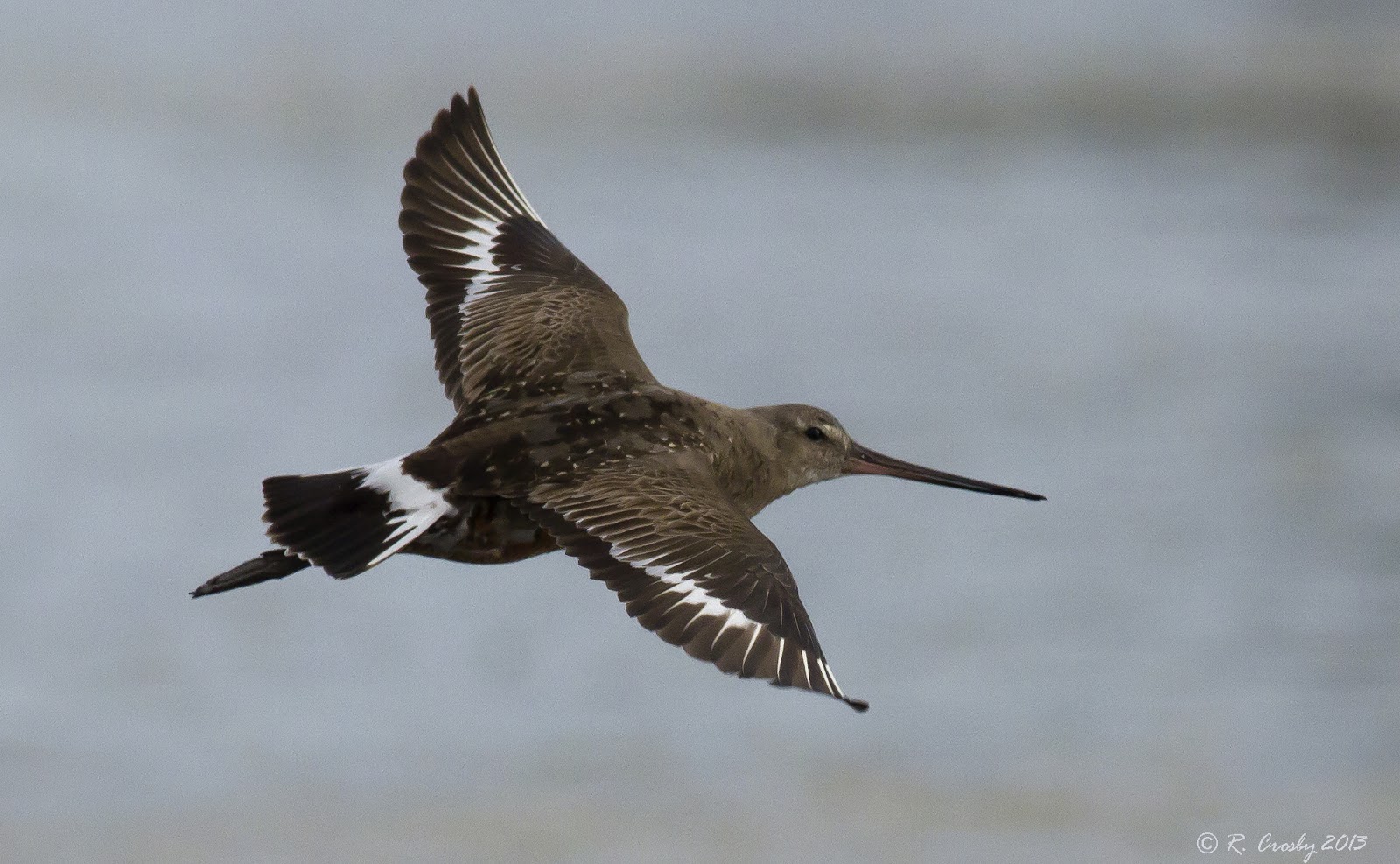 South Shore Birder: Hudsonian Godwit