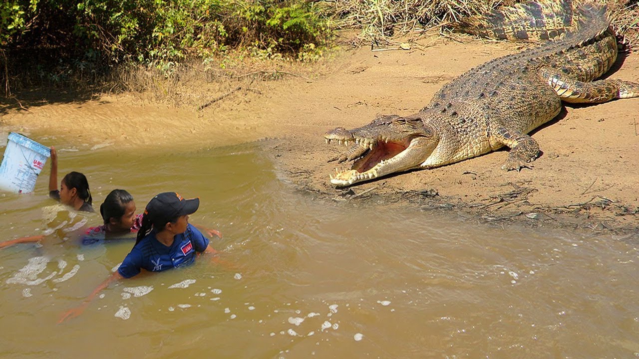 Amazing Beautiful Girl & Boy Catch Crocodile - Amazing Catches ...