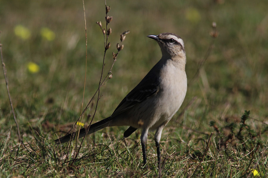 JORGE BARCALA CAMPO: Calandria