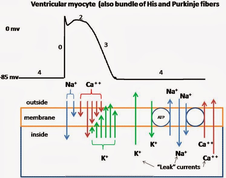 Tutor's Notes: general, cardiovascular, respiratory and renal ...