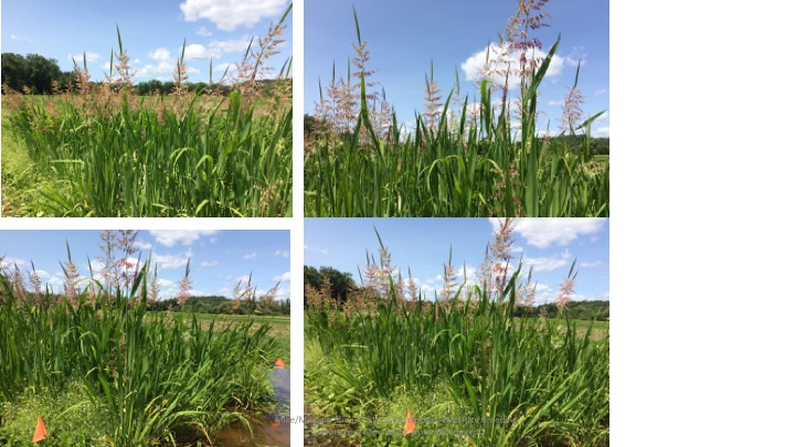 American Wild Rice: Plant_flower_seed_grain_food_from wild rice