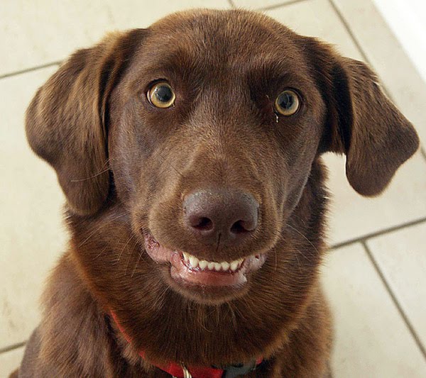 entelehet blog: 26 pictures of awkward dog smiles