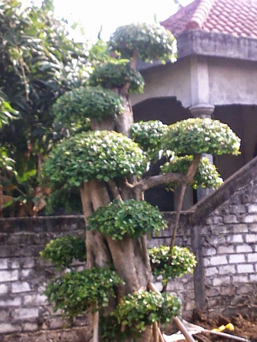 Gaya Terbaru 38+ Pohon Dolar Bonsai