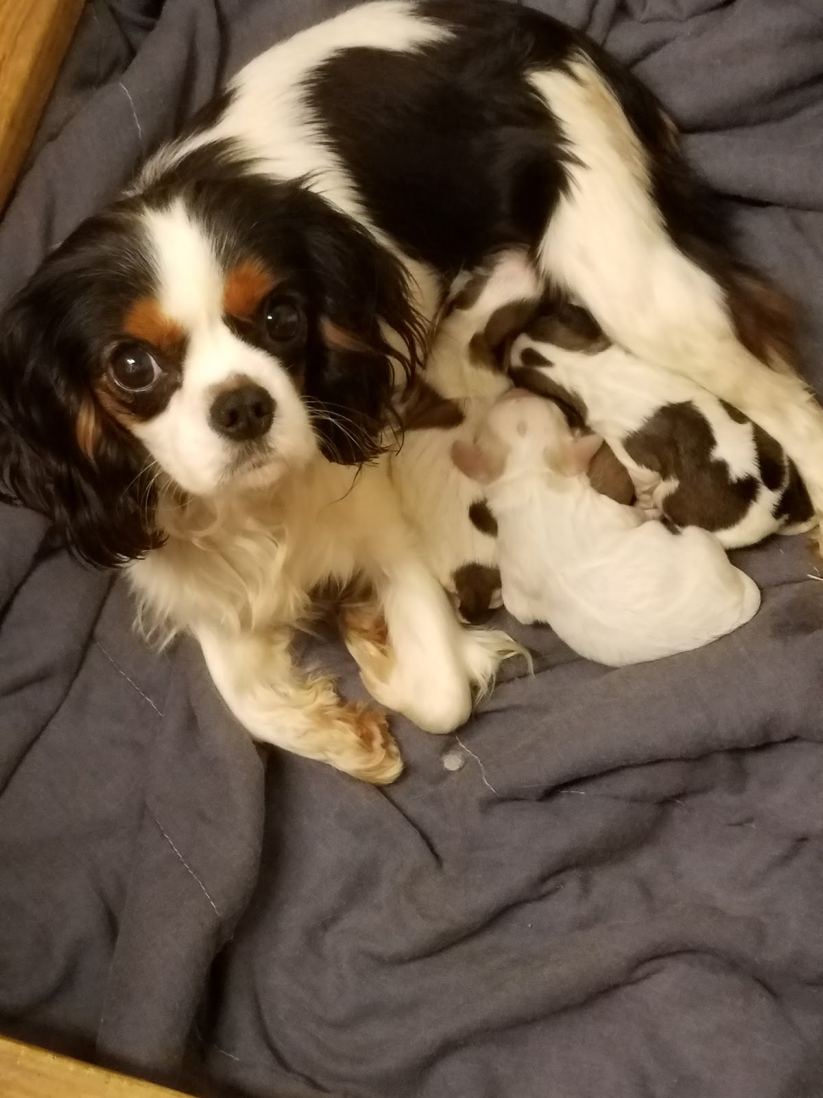 We Have Cavaton puppies!