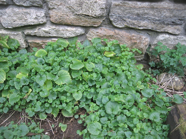 Weeding on the Wild Side: Enduring Evergreen Ground Covers