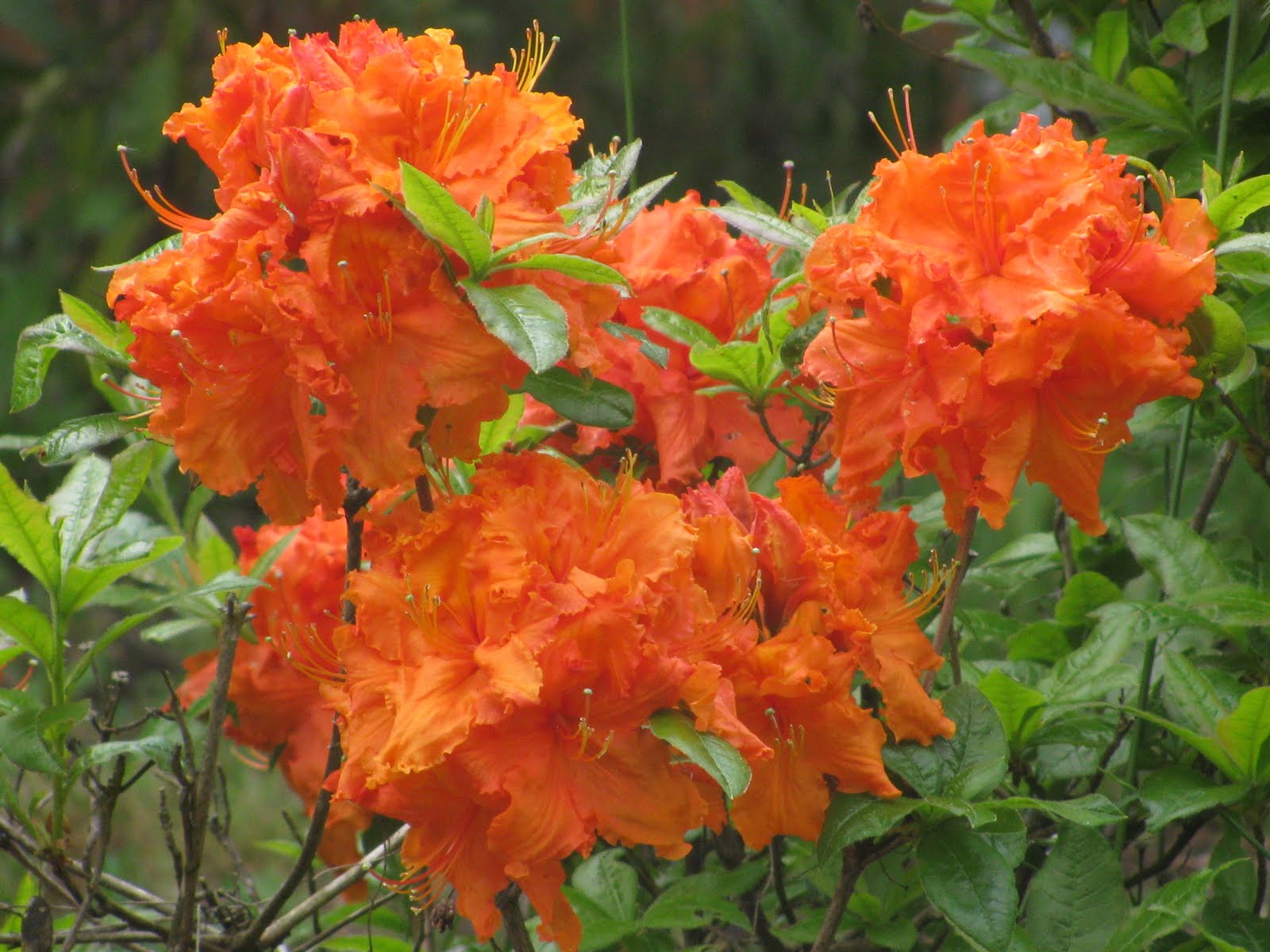 Beautiful Washington State: Rhododendron: The Official Flower of ...