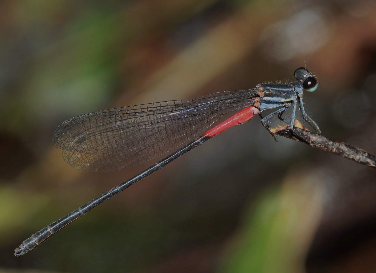VietOdonata: Calicnemia mortoni (Laidlaw, 1917)