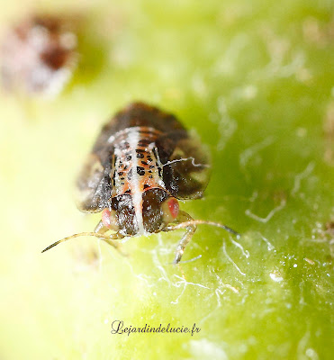 Cacopsylla pyri, Psylle du poirier !Premiers stades de développement.