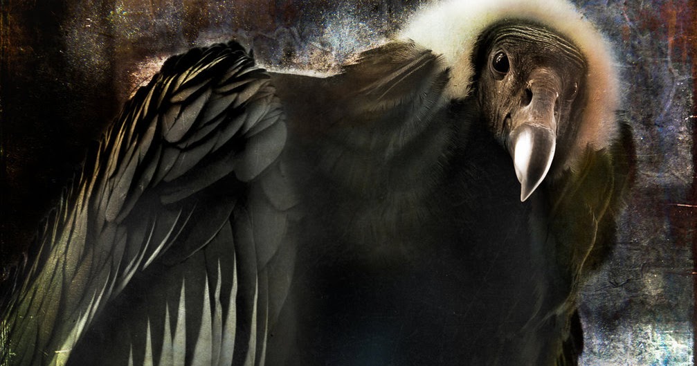 Felina Lune Kavi's V.O.I.C.E.: Totem Tuesday: Condor Medicine