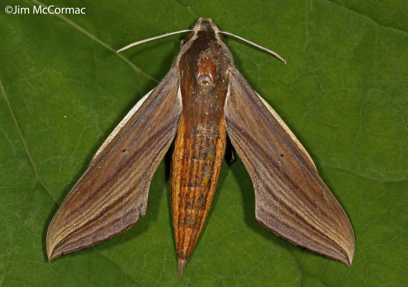 Ohio Birds and Biodiversity: Tersa Sphinx, reproducing in Ohio