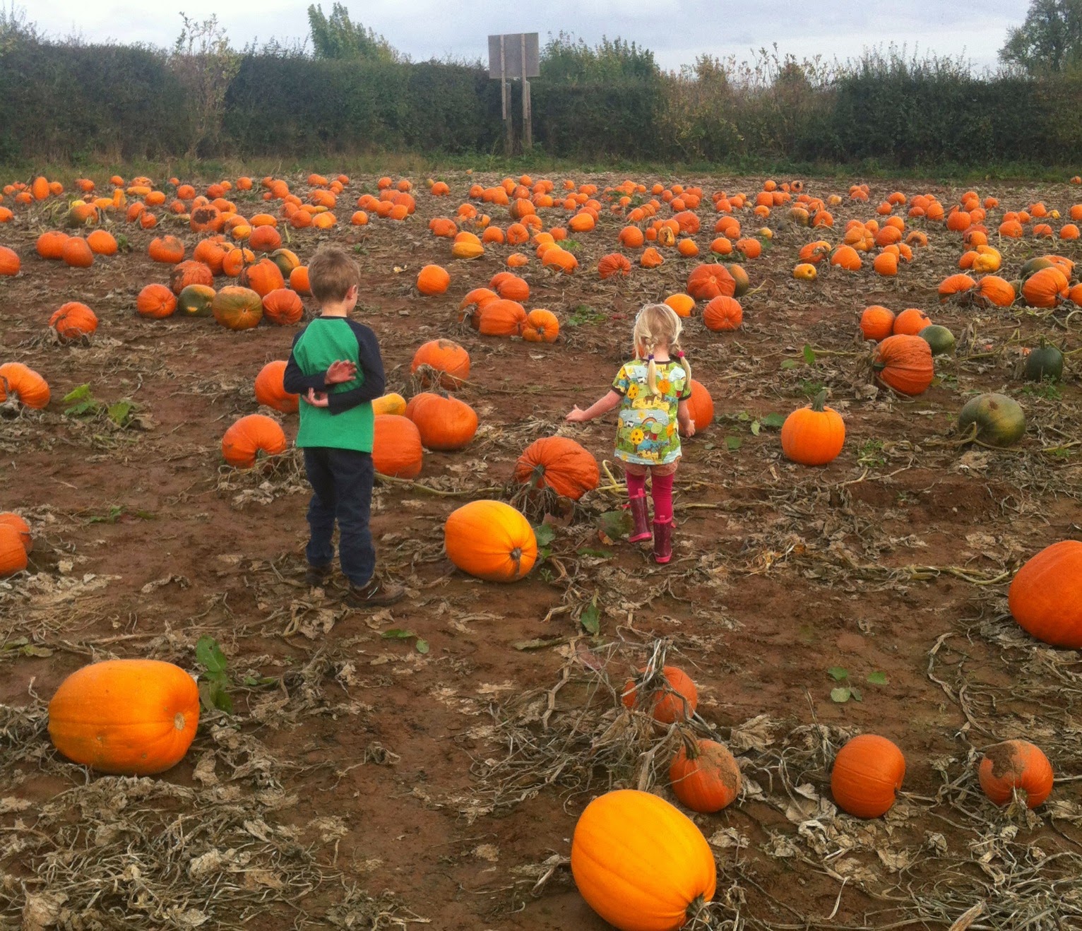 The Mummy Diary: Pumpkin Picking Fun