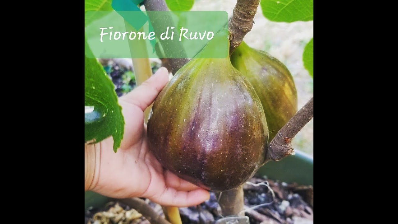 Fiorone De Ruvo Fig - Var Tin
