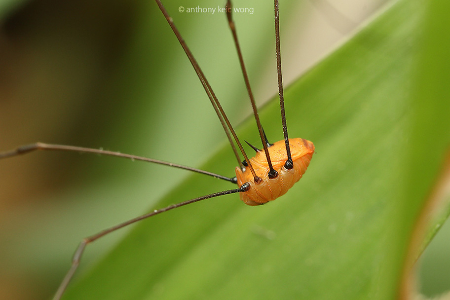 Macro Photography: Harvestmen, Opiliones