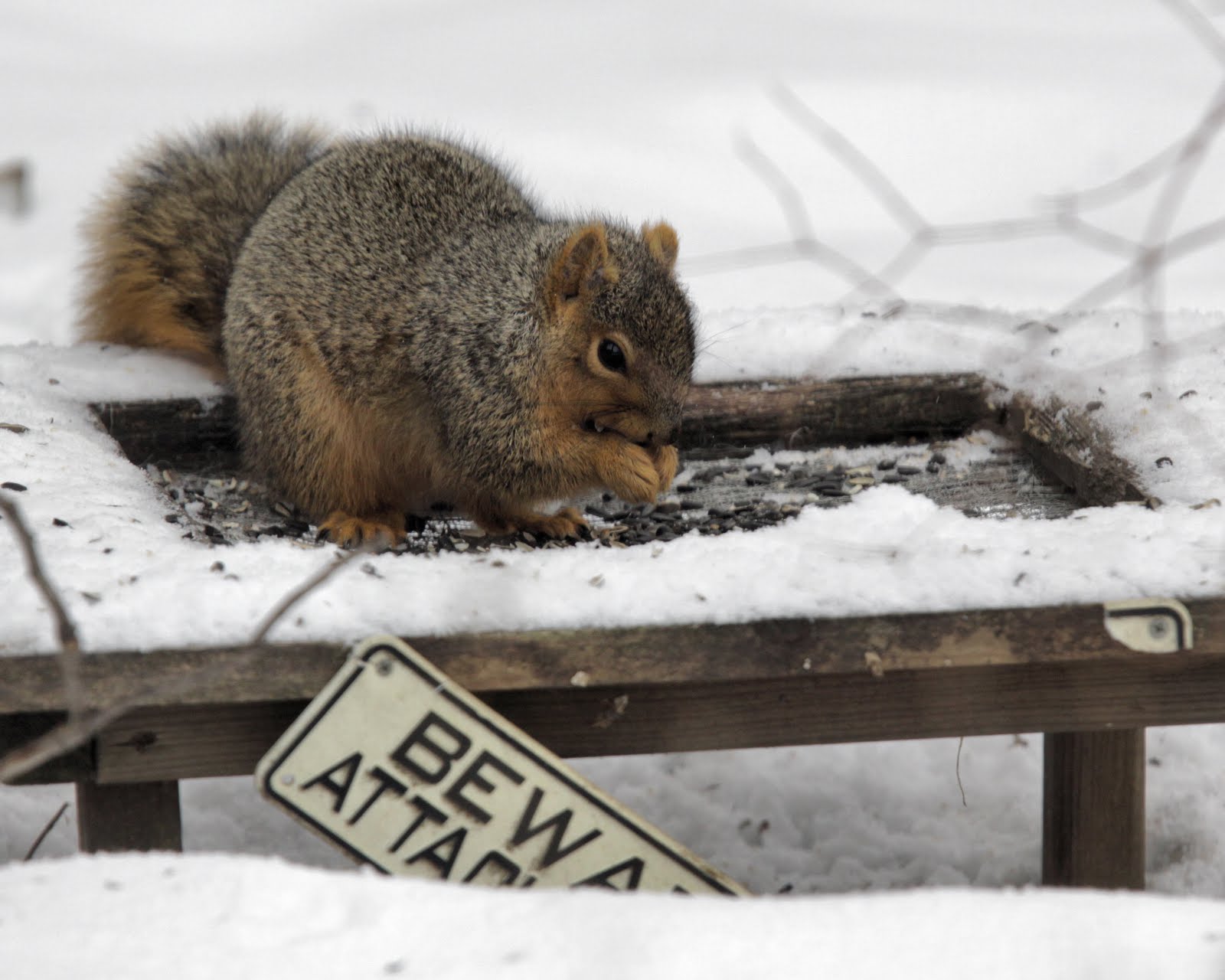 Birds from Behind : Spring is on the wa...nevermind...