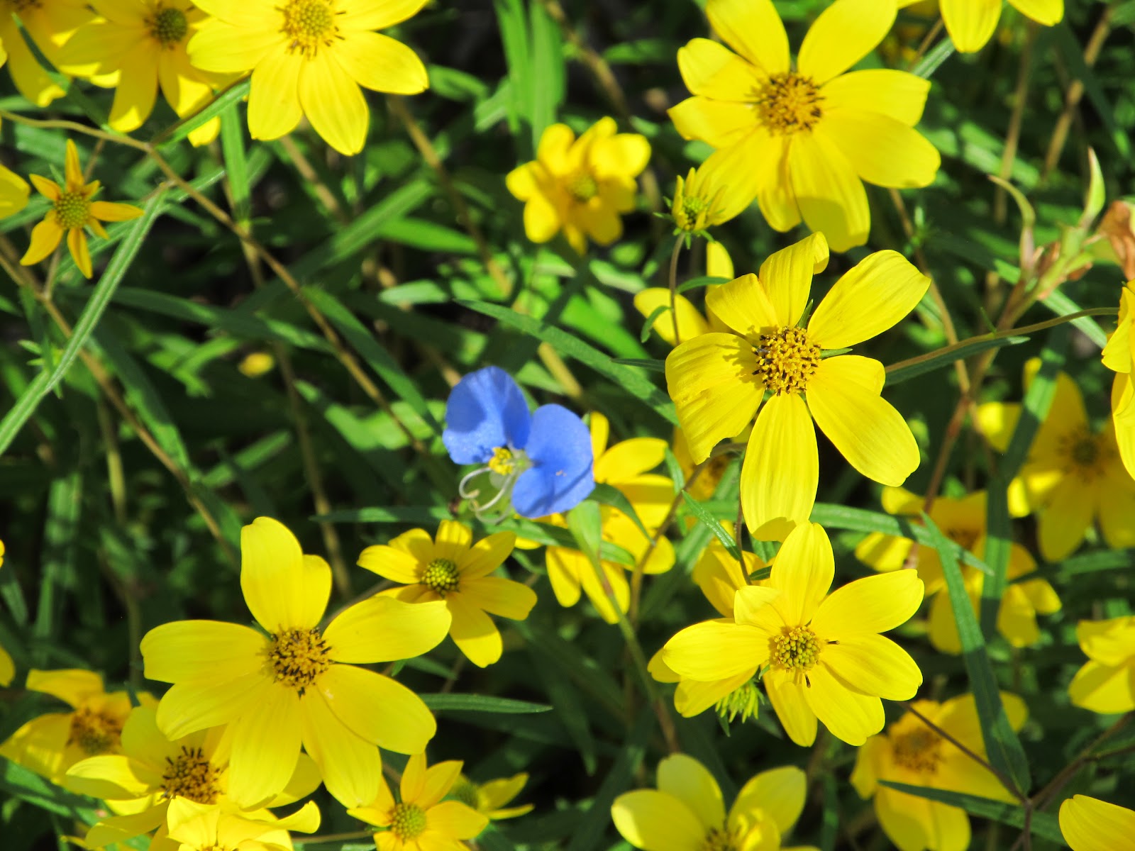 Georgia Girl With An English Heart: Arabia Mountain Yellow Daisies/Sunset
