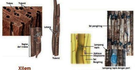 Jaringan Pengangkut Xilem Dan Floem - Biologisites
