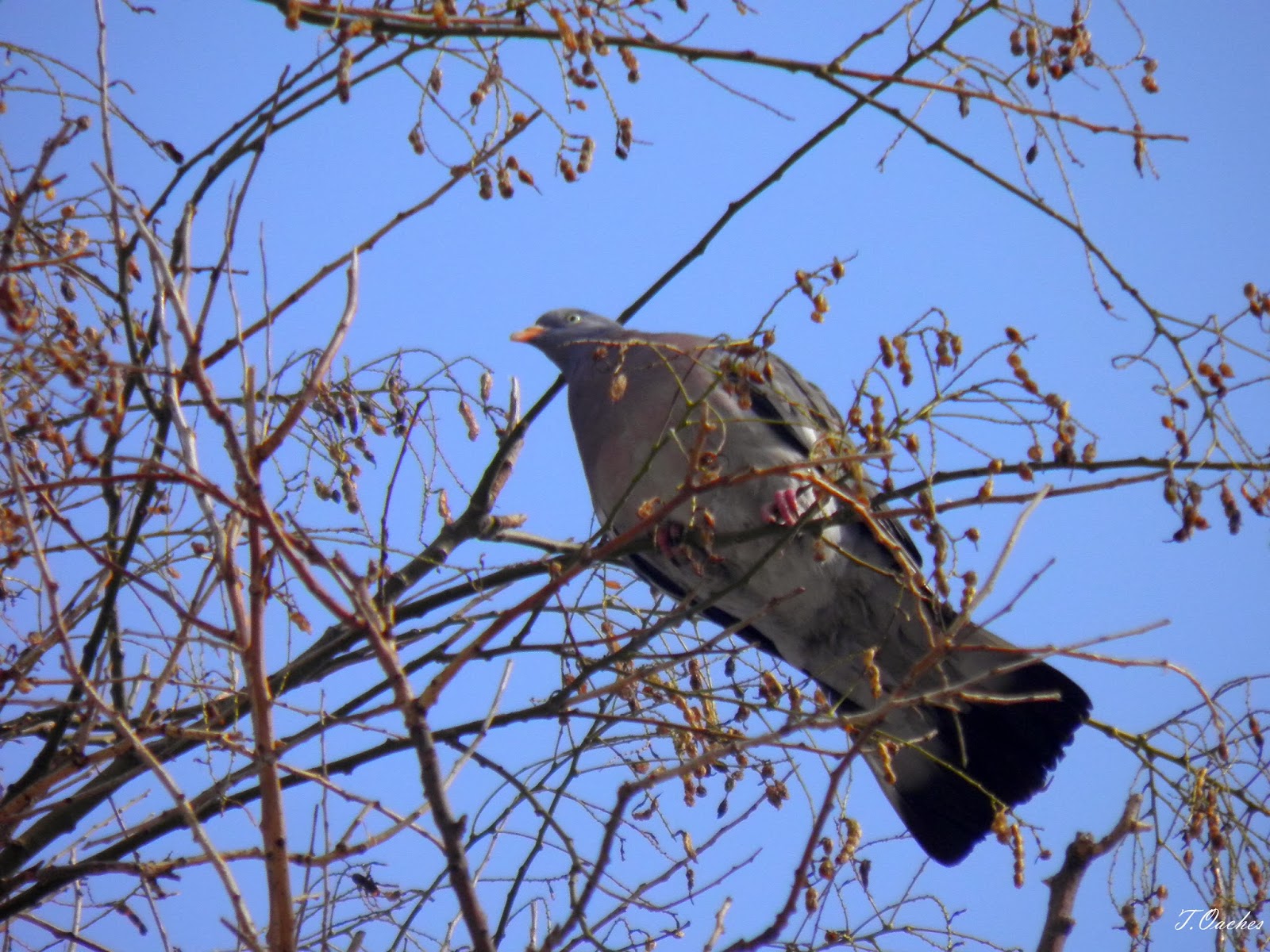 PASARI DIN ROMANIA: PORUMBEL SALBATIC GULERAT, Columba palumbus