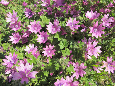 FLORA NEL SALENTO e.. anche altrove: Malva silvestris L. subsp ...