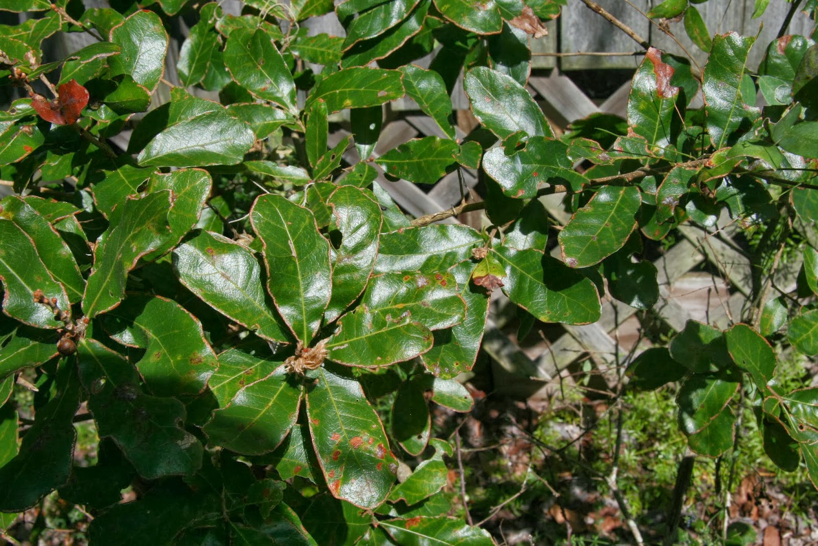 Random Ferments: A New Oak