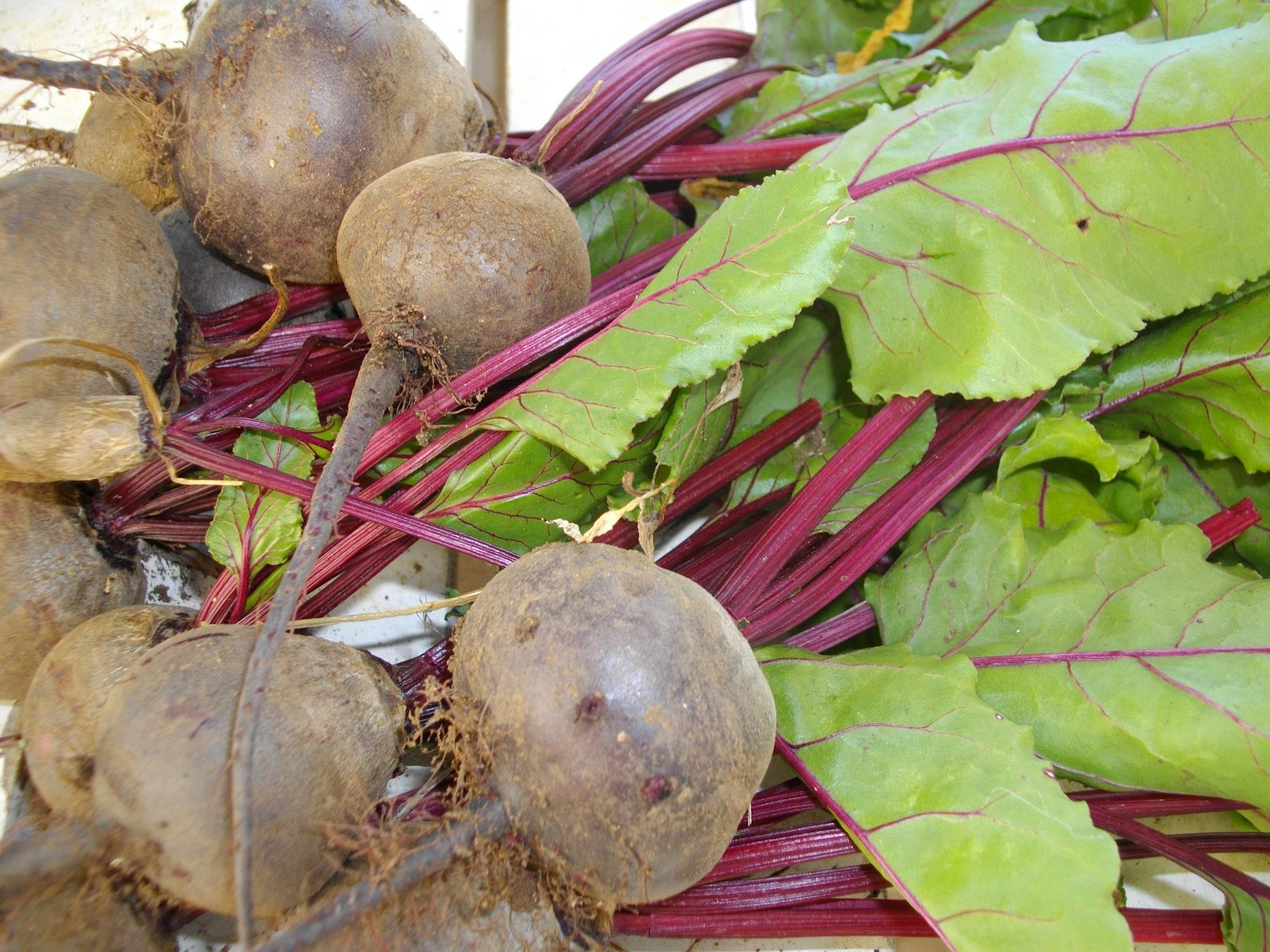 Souped-up Garden: How to Make Borscht with Beef/Onion Dumplings