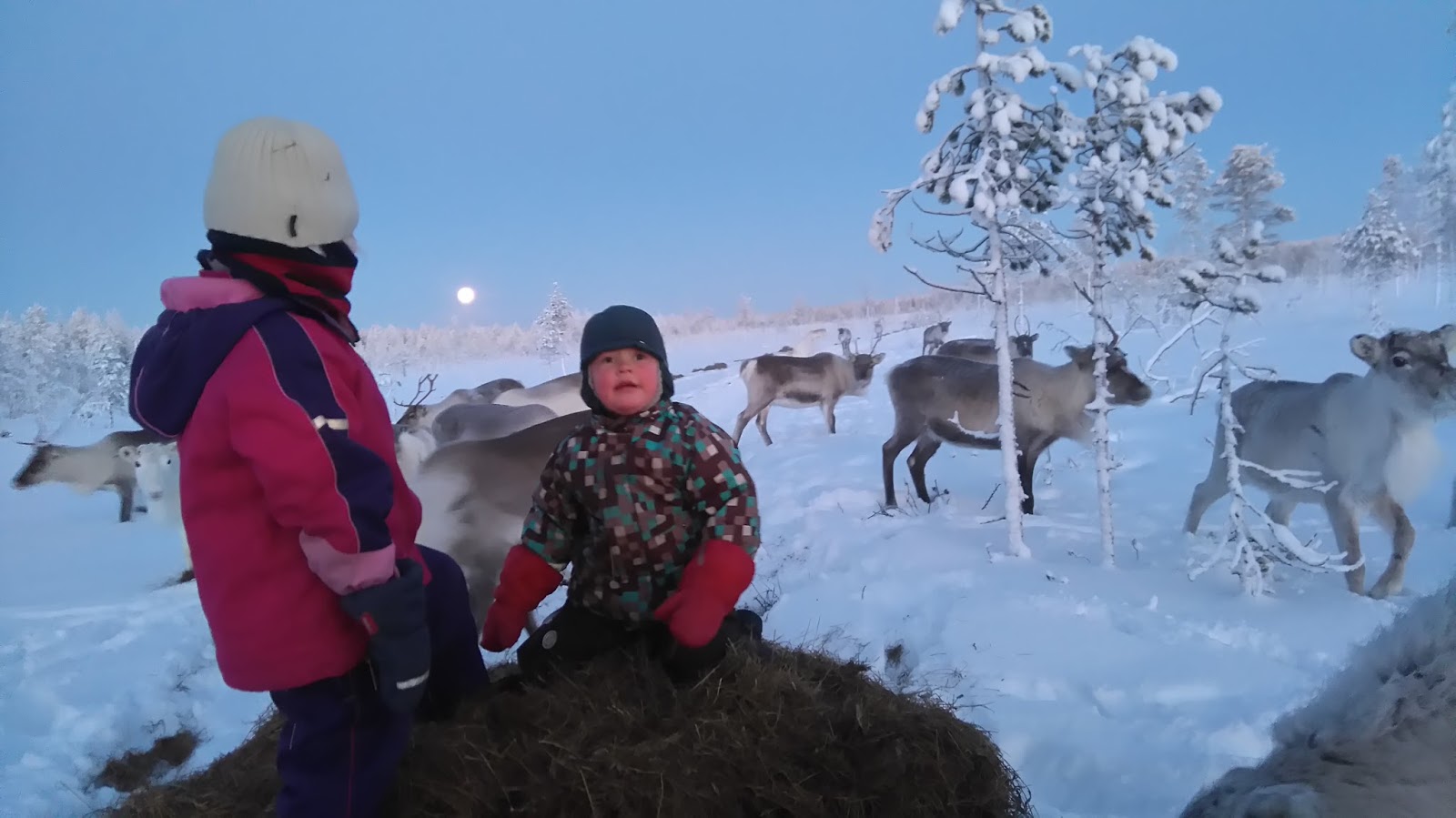 Orbas reindeer family: Gathering reindeers