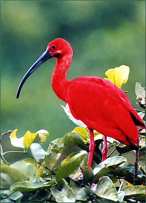 Ibis (bird) | Facts About All