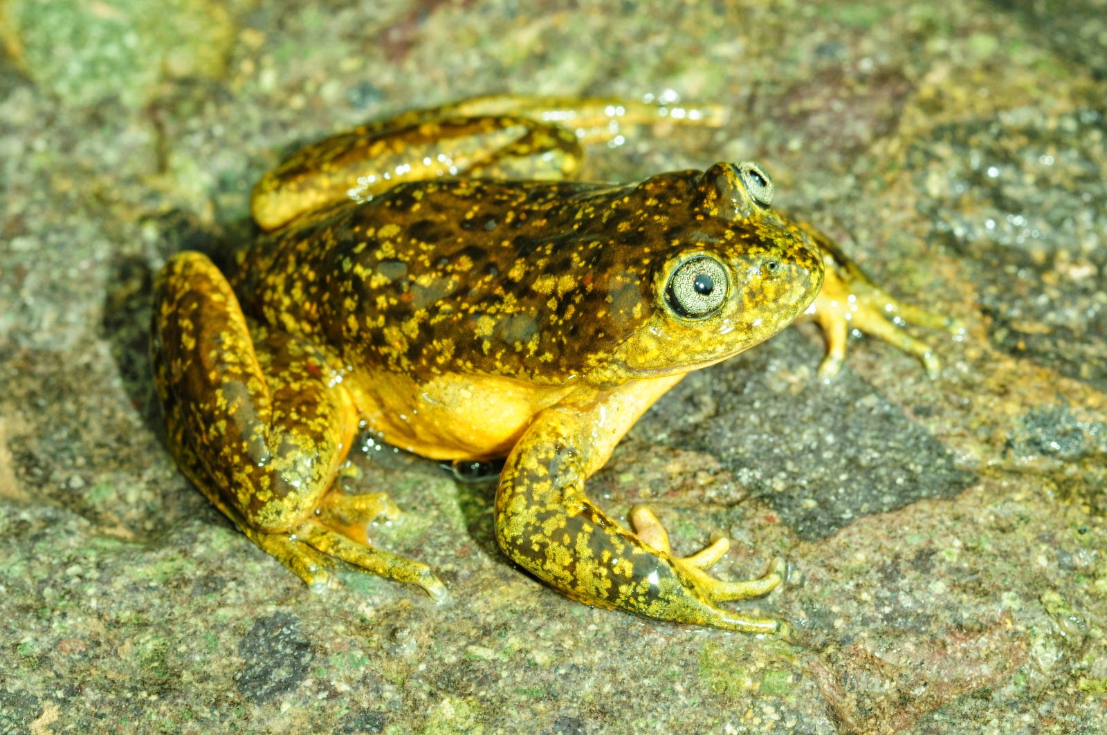 MEGA NOTICIA : PROGRAMA DE MONITOREO DE BIODIVERSIDAD DE PERU LNG ...