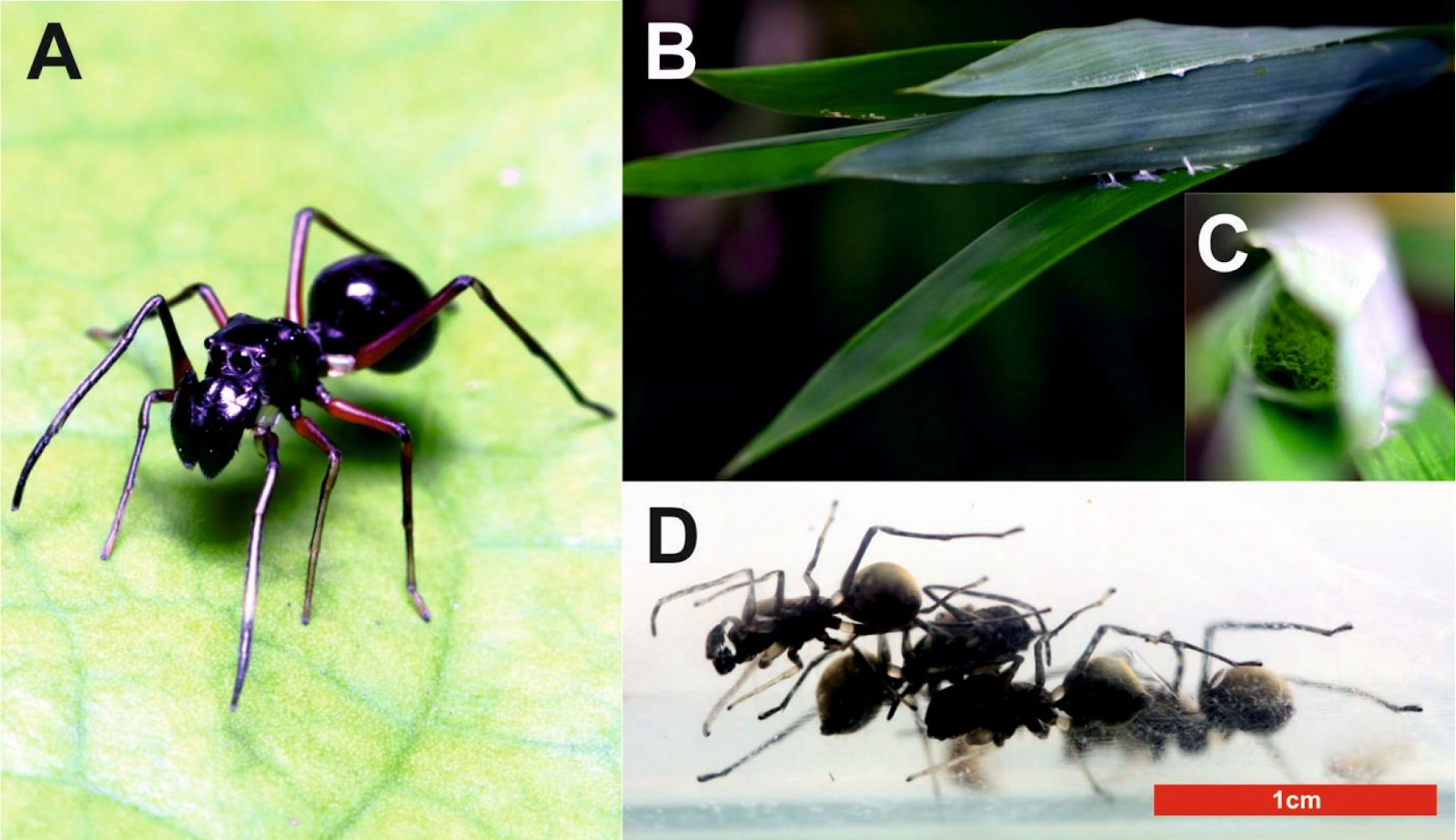 La araña que produce leche y amamanta a sus crías